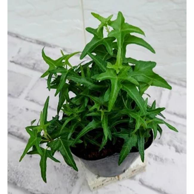 【花苗】ヘデラ（アイビー）アイリッシュレース 9cmポット 1苗 : Gardener s Shop Ivy - 通販 - Yahoo!ショッピング