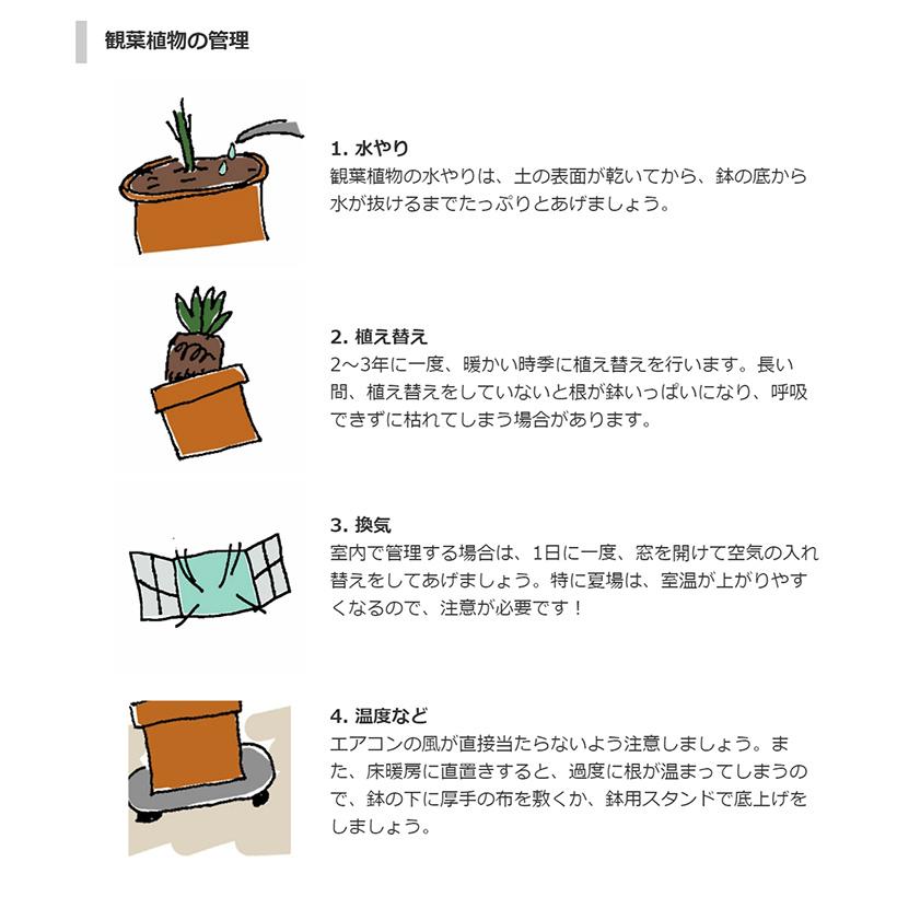 培養土 観葉植物の土 14L PROTOLEAF プロトリーフ : ガーデンマート Yahoo!店 - 通販 - Yahoo!ショッピング