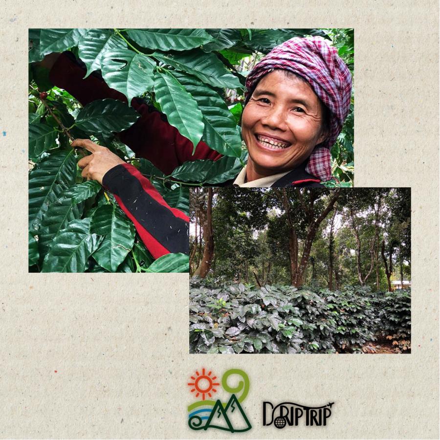 コーヒー豆 ブラジル モジアナ レーズン 受注焙煎 選べる焙煎度合い 珈琲 【DRIP TRIP】 400g 800g 1kg 2kg #364 : 自家焙煎コーヒー豆と石窯パン専門店ガウディ ...