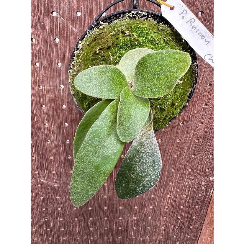 ビカクシダ P.'Rmoon'(willnckii x veitchii silverfront)2 現品販売 産地直送 groote ...