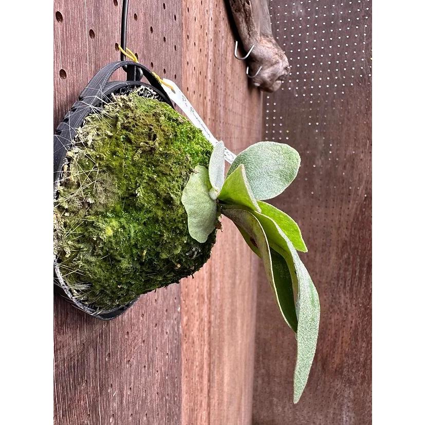 ビカクシダ P.'Rmoon'(willnckii x veitchii silverfront)2 現品販売 産地直送 groote ...