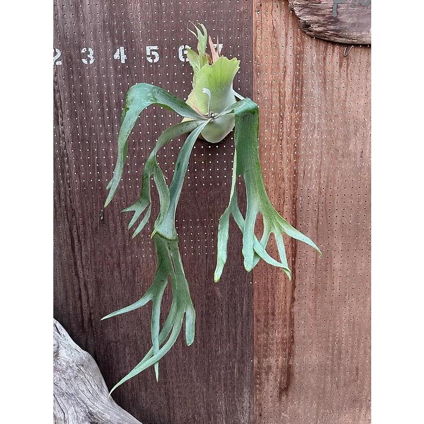 ビカクシダ P.'Tonkla DW#1'4 現品販売 産地直送 groote plantage : ゲキハナ初心者さんのお花屋さん - 通販 ...