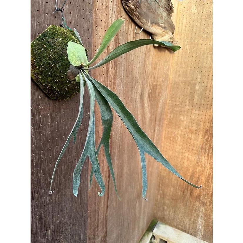 ビカクシダ P.'Ubon#2'(P.'Mt.Lewis'×P.bifurcatum) 現品販売 産地直送 groote plantage : ゲキハナ初心者さんのお花屋さん - 通販 ...