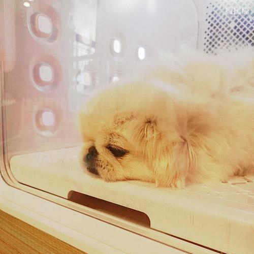 ペット ドライヤー ハウス ルーム 猫 ふわふわペットドライヤー ボックス 犬 FPD-65 ヒラキ :FPD-65:ヒラキショウジ - 通販 - Yahoo!ショッピング