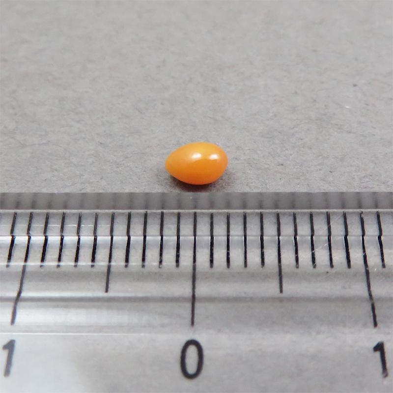 コンクパール(0.20ct) : ジェムインターネットTOKYO - 通販 - Yahoo!ショッピング