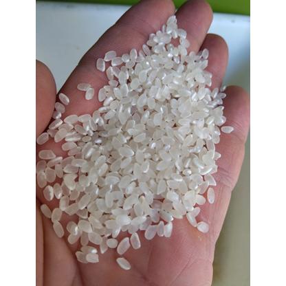 【令和6年産 新米 お試し価格】静岡県 地域厳選 にじのきらめき 白米10kg(5kg2個) 検査1等米 : 厳選米本舗ヤフー店 - 通販 - Yahoo!ショッピング