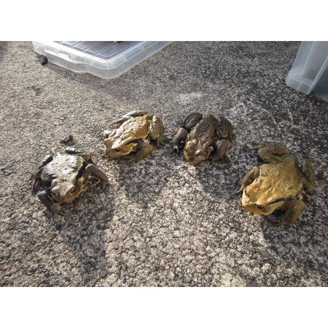 アズマヒキガエル :kae0002:昆虫ショップ GHOST - 通販 - Yahoo!ショッピング