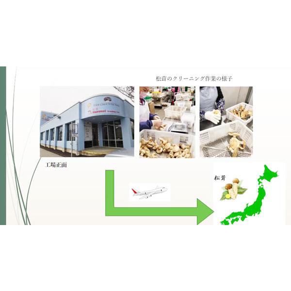 松茸 マツタケ 極上の松茸 約900g(Lサイズ) 北米産(カナダ産 アメリカ産) 高級まつたけ 化粧箱 贈答用 ギフト 送料無料 ...