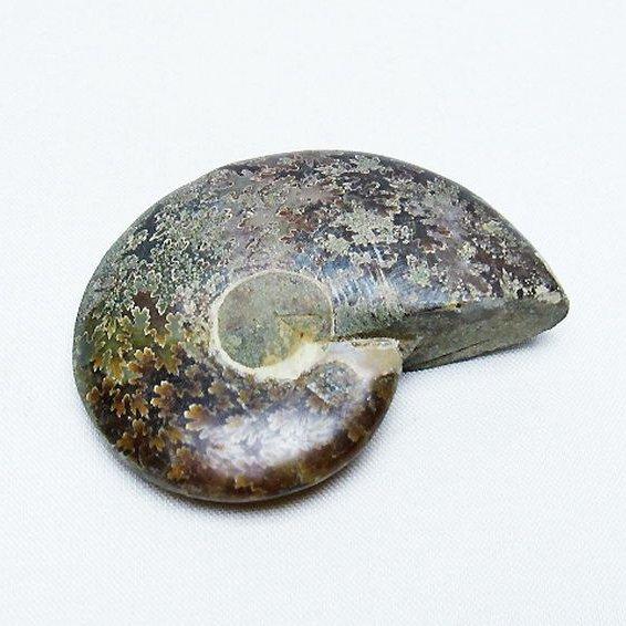 アンモナイト 化石 t723-1522 : 銀座東道 天然石専門店 - 通販 - Yahoo!ショッピング