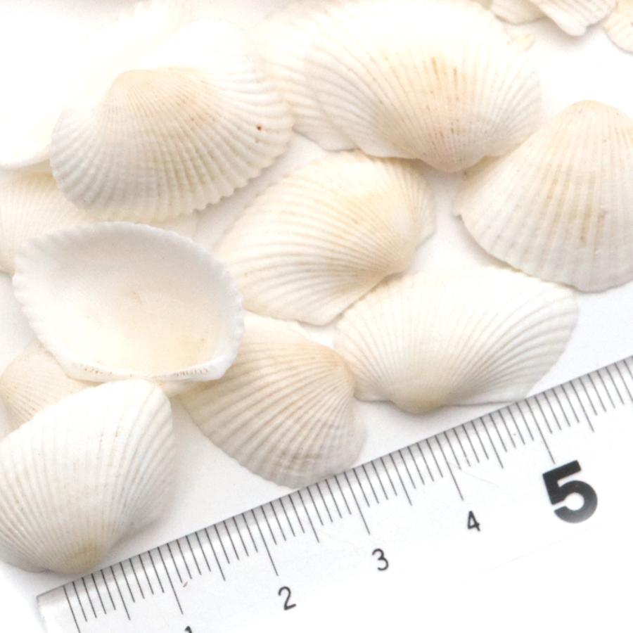 GOLD STONE 貝殻 パーツ レジン サルボウガイ(フネガイ科) 30g シェル 材料 おうち時間 制作 ハンドメイド 工作 天然 貝 ...