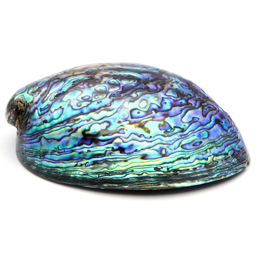 訳あり アバロンシェル ホワイトセージの浄化皿 パウアシェル 貝殻 ニュージーランド産 : wk-avalon-shell : GOLD ...