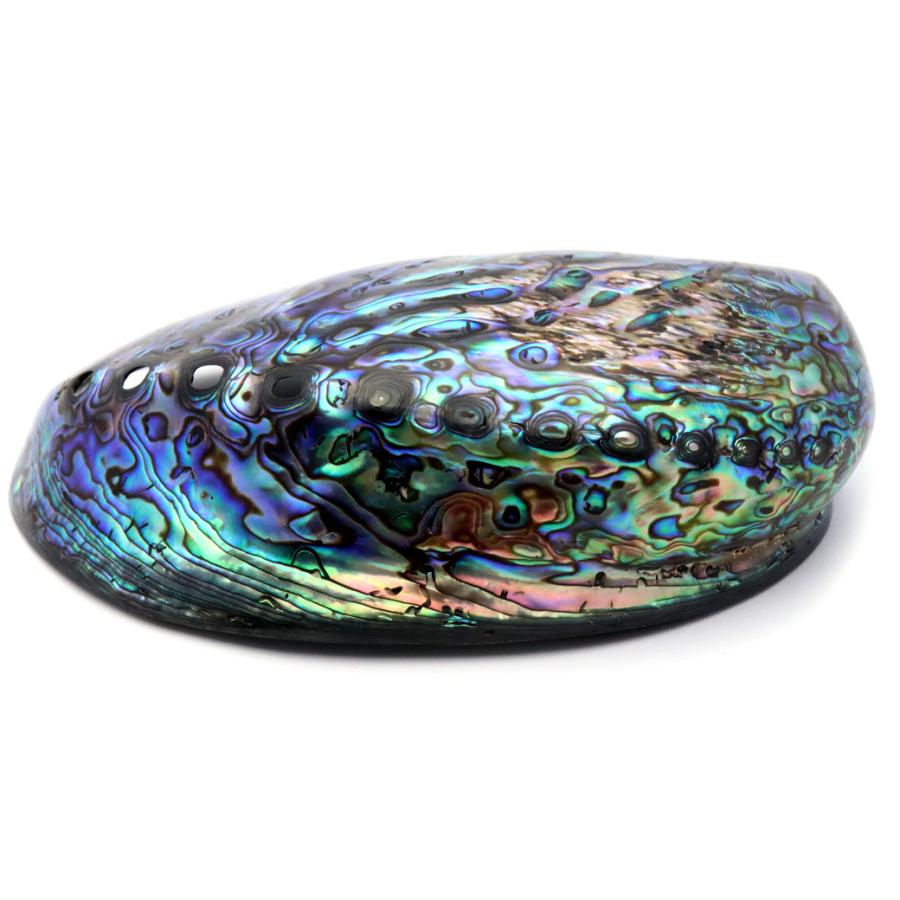 訳あり アバロンシェル ホワイトセージの浄化皿 パウアシェル 貝殻 ニュージーランド産 : wk-avalon-shell : GOLD ...