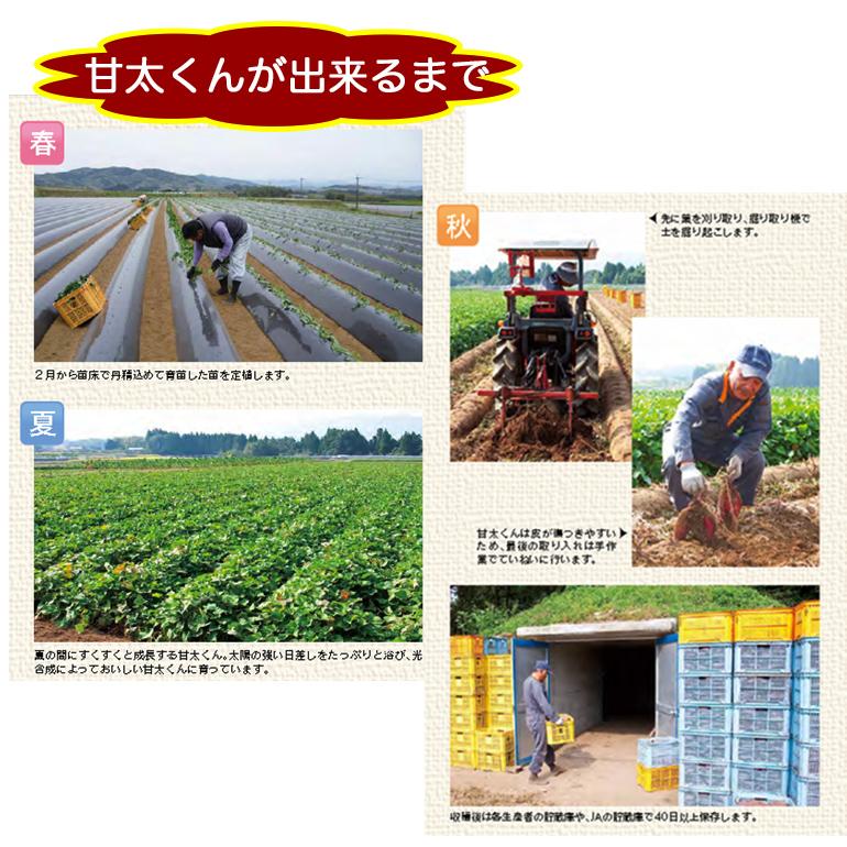 JAフーズおおいた 甘太くん 干し芋 135g 3袋セット ほし芋 国産 さつまいも 甘太くんの干し芋 かんしょ ほしいも 大分県特産 無添加 無着色 JAおおいた 代引き不可 : グルメ大分 ...