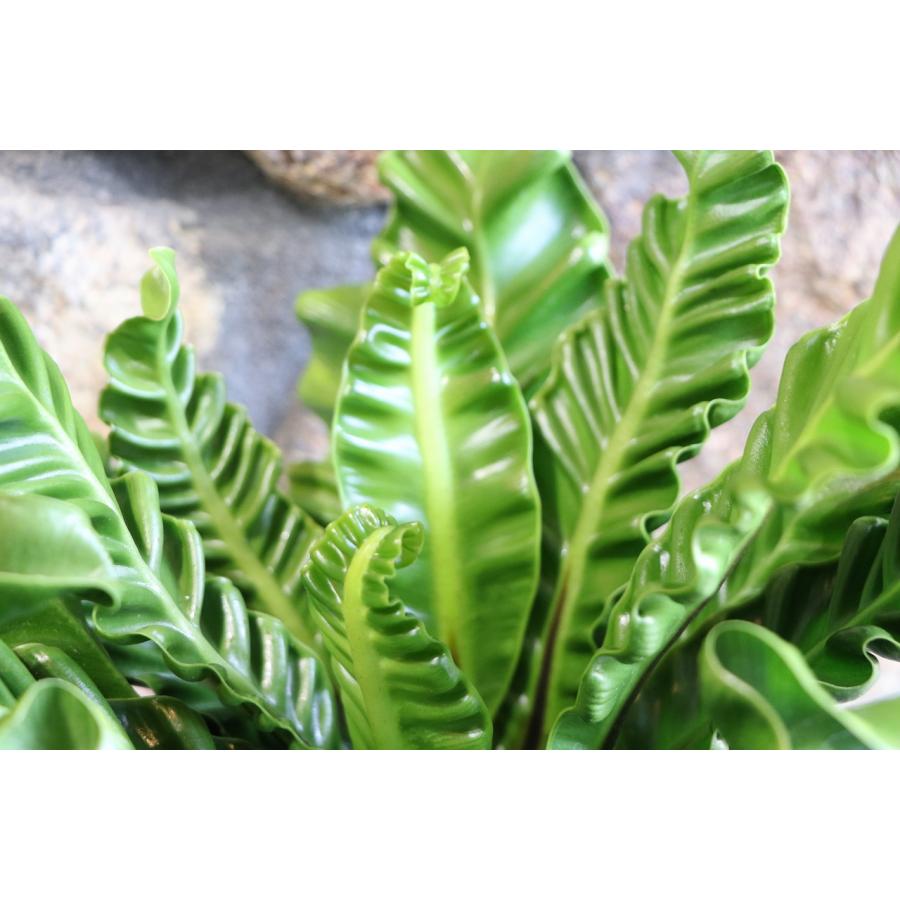アスプレニウム コブラ 5号鉢 アスプレニューム 観葉植物 鉢植え お洒落 おしゃれ 可愛い かわいい かっこいい インテリア シダ 希少種 : グリーンプラザ山長ヤフーショッピング店 ...