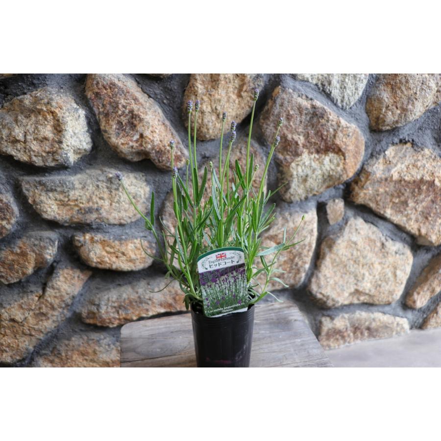 イングリッシュラベンダー ヒドコート 3号ポット苗 ラベンダー ヒデコート ハーブ 寄せ植え 花壇 鉢植え お洒落 可愛い 香り 常緑樹 春の花 夏の花 花 苗 初心者 ...