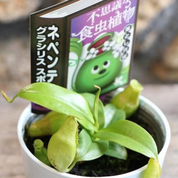 食虫植物 ウツボカズラ ネペンテス グラシリス スポート 35号鉢 観葉植物 グリーンプラザ山長ヤフーショッピング店 通販 1438