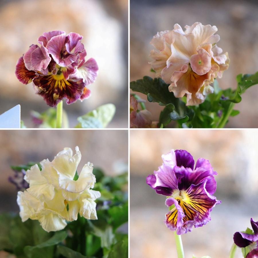 フリル咲き パンジー 彩翠華 kururi くるり アソート 2.5号開閉式鉢 さいすいか 寄せ植え 花壇 鉢植え お洒落 おしゃれ 可愛い 春の花 冬の花 花 苗 初心者 希少 : グリーン ...