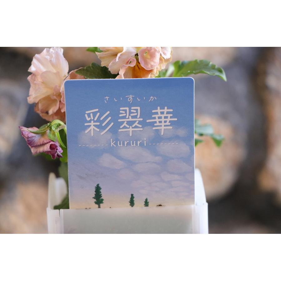 フリル咲き パンジー 彩翠華 kururi くるり アソート 2.5号開閉式鉢 さいすいか 寄せ植え 花壇 鉢植え お洒落 おしゃれ 可愛い 春の花 冬の花 花 苗 初心者 希少 : グリーン ...