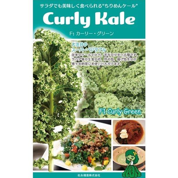 ちりめんケール カーリーグリーン コート種子30粒 松永種苗 : グリーンロフトネモト - 通販 - Yahoo!ショッピング