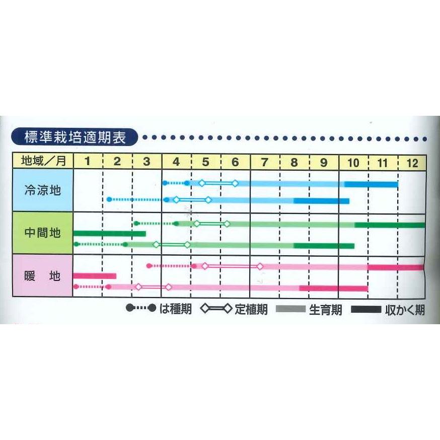 ねぎ 関羽一本太 5ml(約1085粒)（株）トーホク : グリーンロフトネモト - 通販 - Yahoo!ショッピング