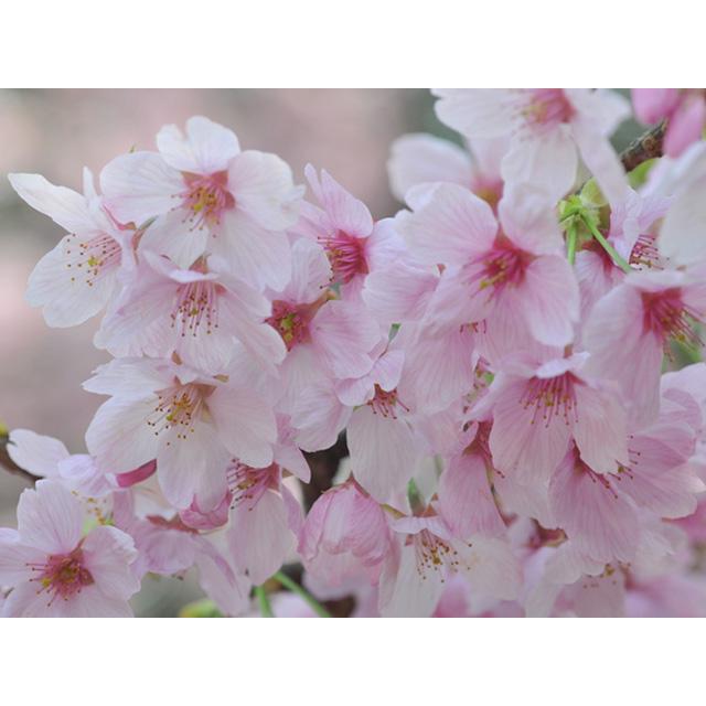 サクラ ヨウコウサクラ 1m 15cmポット 苗 :302610:トオヤマグリーン - 通販 - Yahoo!ショッピング