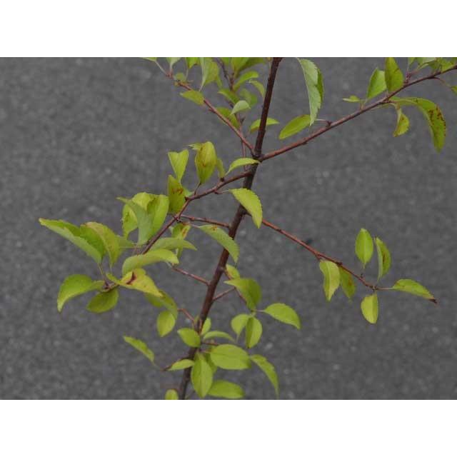 ズミ 0.8m10.5cmポット 8本セット 送料無料 1年間枯れ保証 山林苗木 :3089089:トオヤマグリーン - 通販 - Yahoo ...