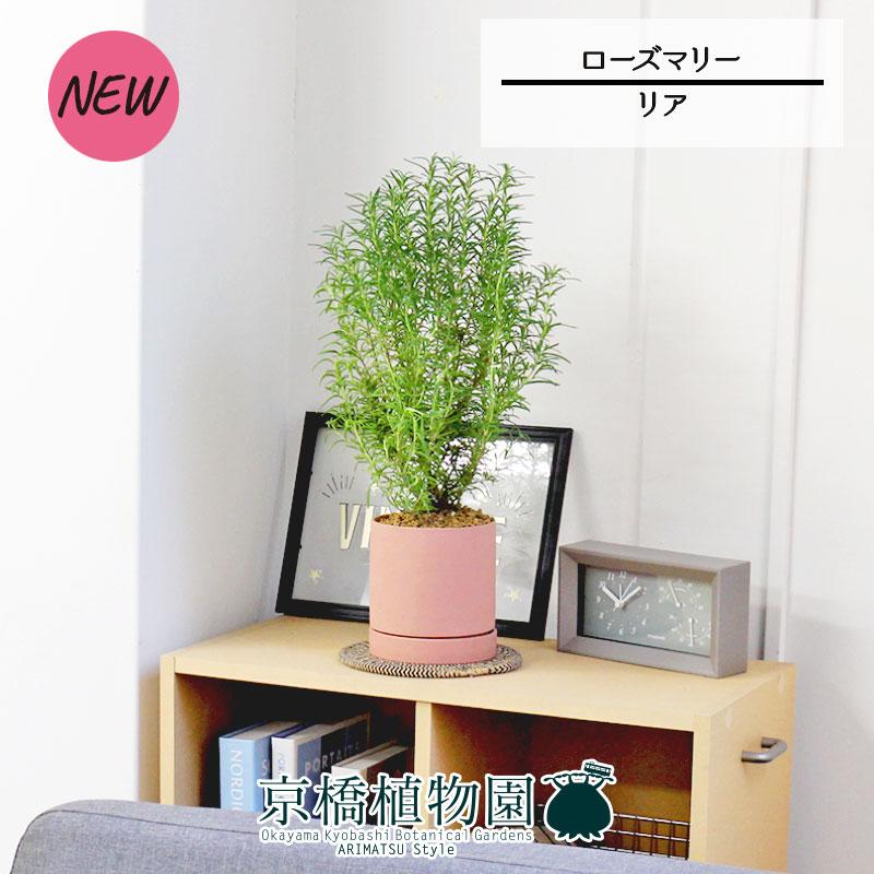 【リアSサイズ/ピンク】ローズマリー 4G :ag-t202211-61:花のアリマツ Yahoo!店 - 通販 - Yahoo!ショッピング