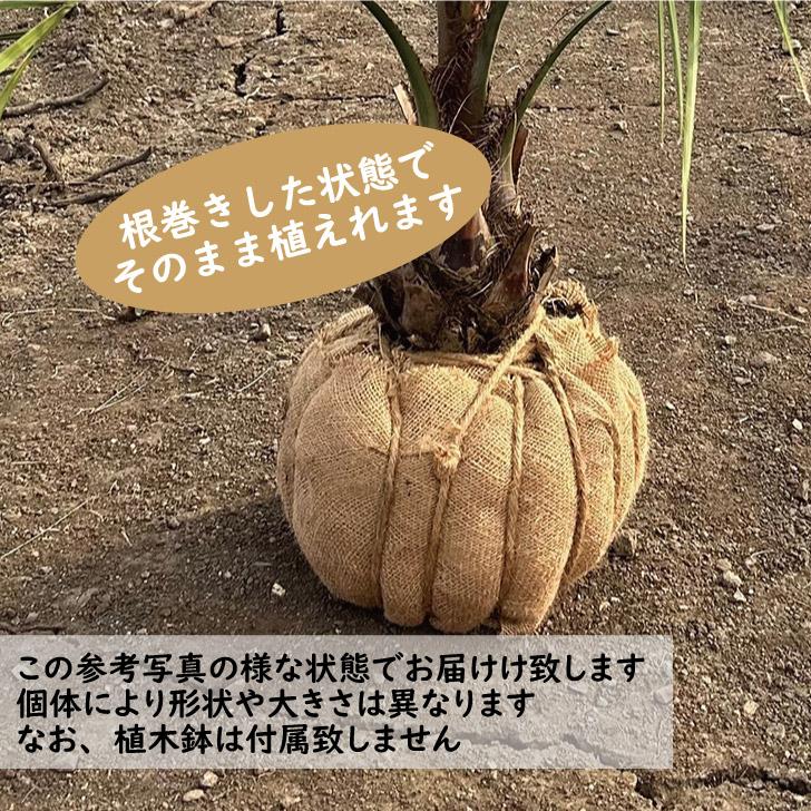 ココスヤシ 品番：S34 高さ90cm前後 南国リゾートの雰囲気 : kks18-1 : green&smile - 通販 - Yahoo!ショッピング