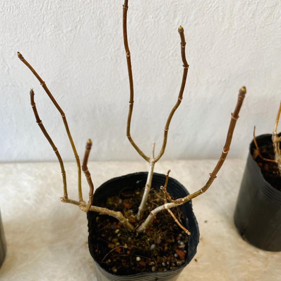 ノリウツギ ピラミッドあじさい 3号苗 品種おまかせMIX2個セット 開花期間が長く7月〜9月まで楽しめる ※11月〜3月まで落葉しています (2) : GREENGLASS - 通販 ...