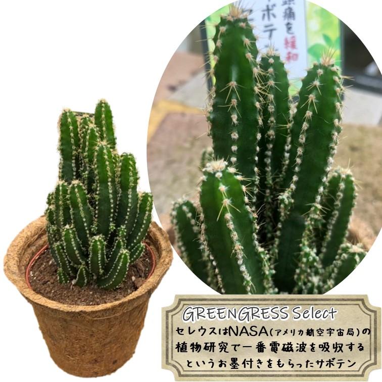 電磁波 サボテン セレウス 3.5号苗 ココポット入り 鉢皿付き 1個 健康 疲れを癒す オフィス ギフト 多肉植物 観葉植物 おしゃれ ...