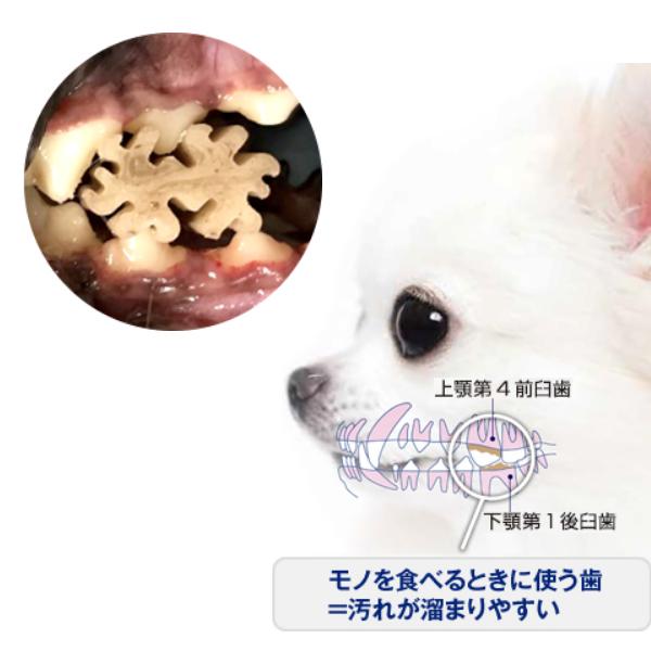 PETKISS 【賞味期限2026.9.26】【2個セット 合計28本】LION デンタルガムXS ライオン ペット 犬 ミルク風味 穀物アレルゲンフリー オーラルケア お口の健康 : 業務 ...