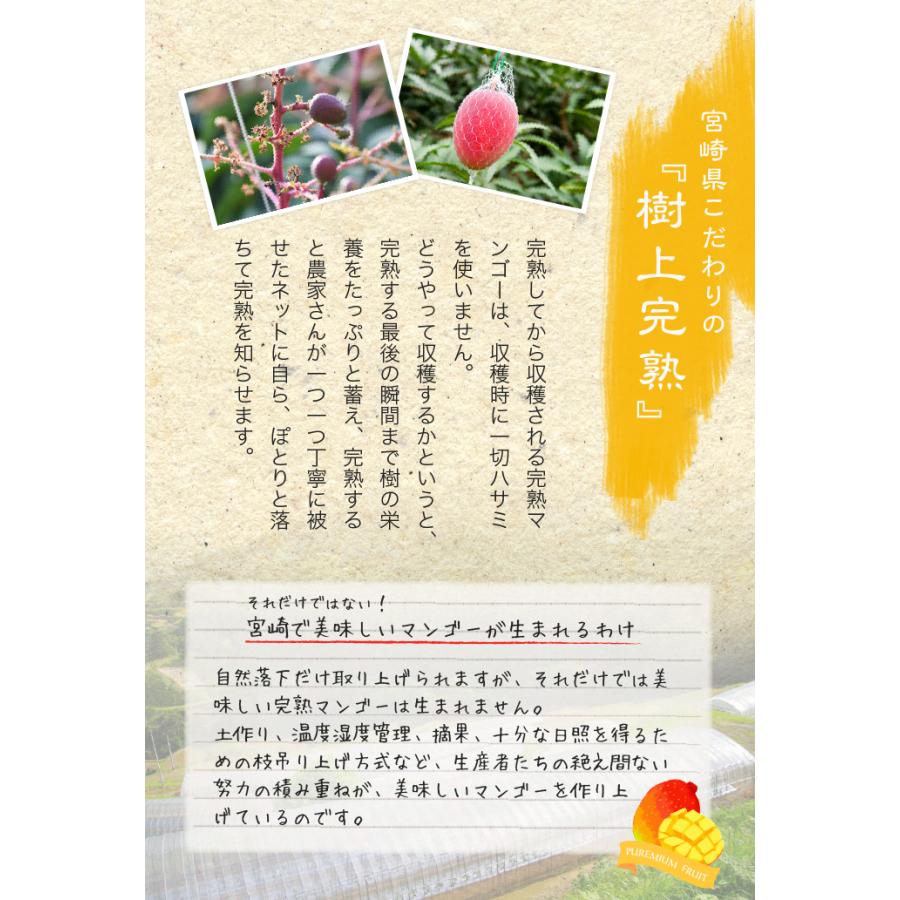 マンゴー 太陽のタマゴ 青秀 3L 450g以上 1玉 JA宮崎経済連 宮崎県産 完熟マンゴー 太陽のたまご ギフト お取り寄せグルメ : はちやフルーツ - 通販 - Yahoo!ショッピング