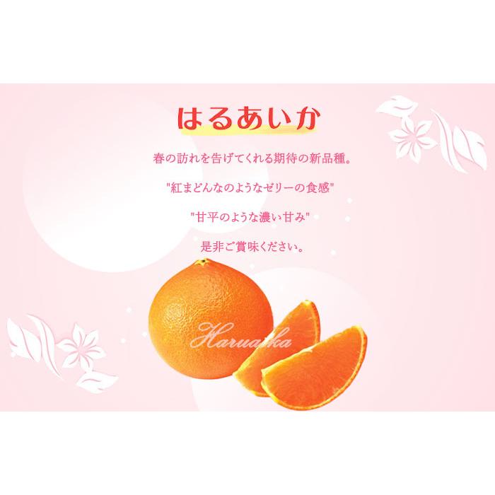 みかん はるあいか 〇等級 4L〜Mサイズ 2.5kg みきゃん箱入 愛媛県産 蜜柑 ミカン ギフト : はちやフルーツ - 通販 - Yahoo!ショッピング