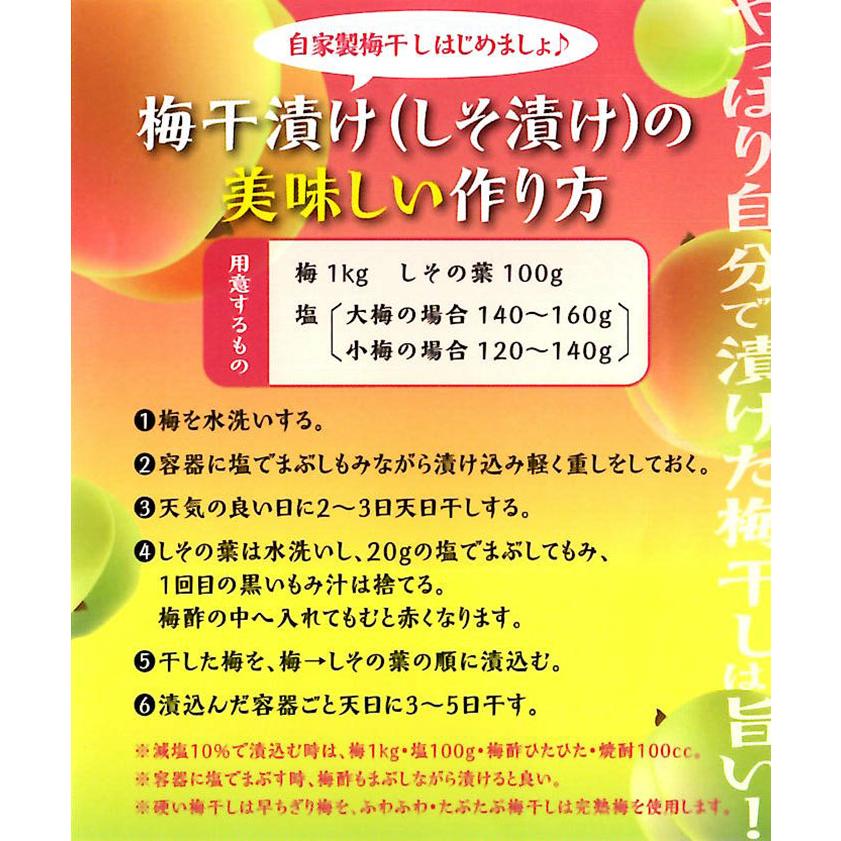 梅 小梅 光陽 秀品 3L〜Mサイズ 2kg JA福岡八女 福岡県産 梅干し用 生梅 うめ ウメ : はちやフルーツ - 通販 - Yahoo!ショッピング
