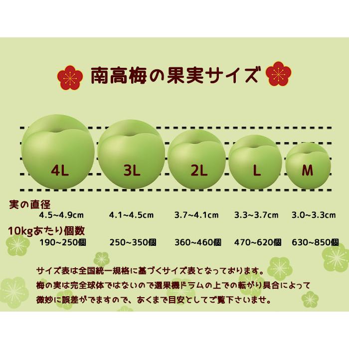 梅 紀州 南高梅 和歌山県産 風のいたずら ★4L〜3Lサイズ 10kg うめ 生梅 : はちやフルーツ - 通販 - Yahoo!ショッピング