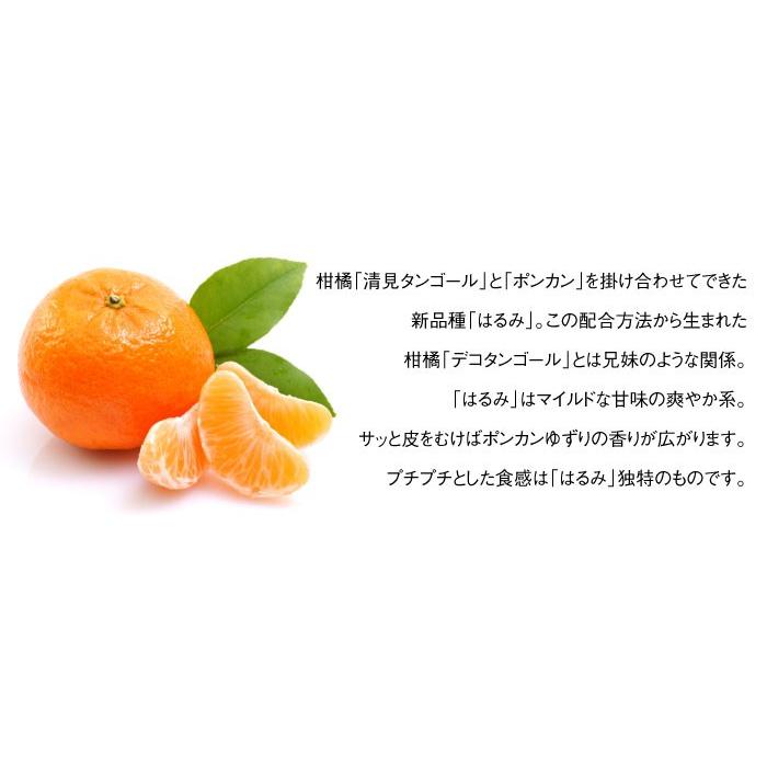 みかん はるみ 産地厳選 秀品 4L〜Sサイズ 2.5kg : はちやフルーツ - 通販 - Yahoo!ショッピング