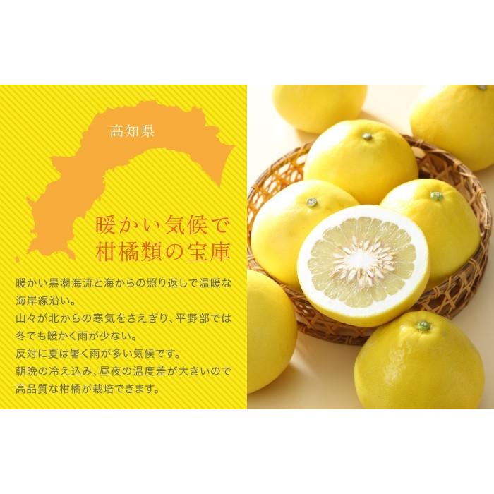 ぶんたん 土佐文旦 風のいたずら 訳あり 4L〜3L 10kg 高知県産 ブンタン とさぶんたん トサブンタン : tbt007 : はちやフルーツ - 通販 - Yahoo!ショッピング