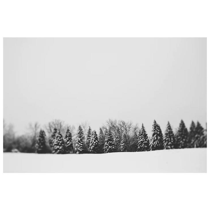 ALICIA BOCK PHOTOGRAPHY | PINE LINE | フォトグラフィ/アートポスター : pm083-a3 : 北欧雑貨 ...