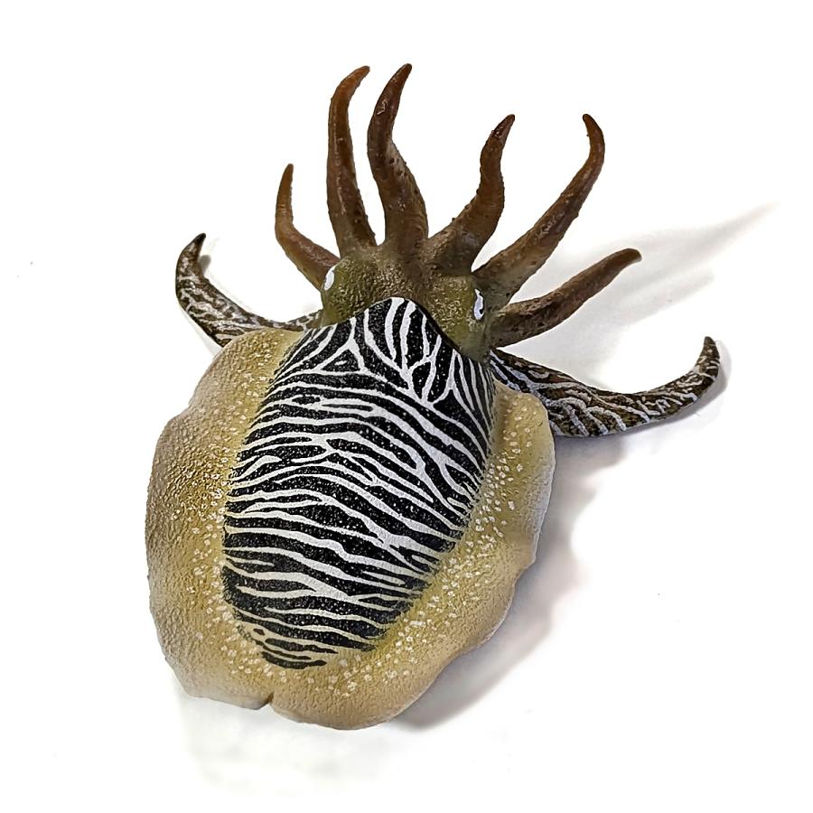 Collecta 80009 コウイカ 動物フィギュア : 動物フィギュアの箱庭 - 通販 - Yahoo!ショッピング