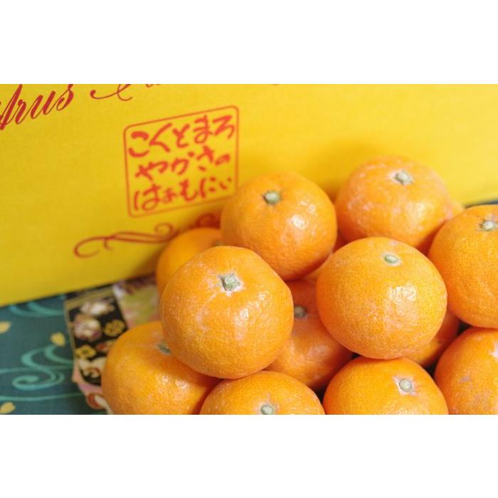 俊菓みかん（しゅんか）和歌山県産 2.5kg 2S〜L サイズ指定はできません : 果物百貨店 浜中屋 - 通販 - Yahoo!ショッピング