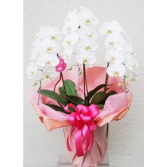 花キューピット 鉢物 胡蝶蘭 大輪 3本立（45輪）（ファレノプシス）【80604】 : 花番地 Yahoo!ショップ - 通販 - Yahoo!ショッピング