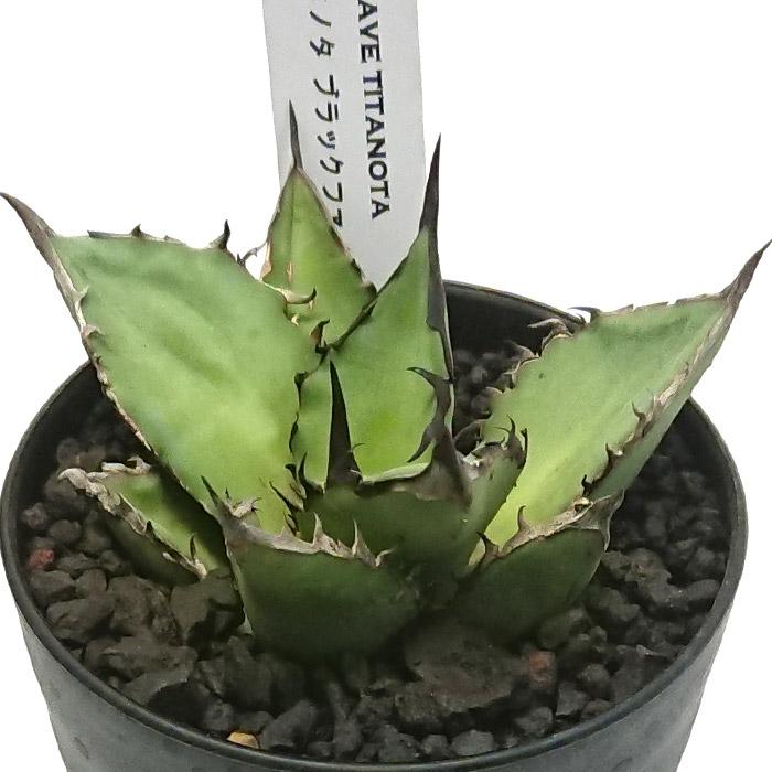 アガベ チタノタ 黒火焔 ブラックファイヤー 3号 プラ鉢 多肉植物 観葉植物 希少 ロックガーデン ドライガーデン : 花と緑のはなここ - 通販 - Yahoo!ショッピング