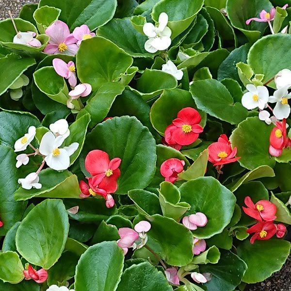 ベゴニア 花苗 12鉢セット 3号 9cm ポッ苗 花色おまかせ 花色の指定は出来ません : 花と緑のはなここ - 通販 - Yahoo!ショッピング