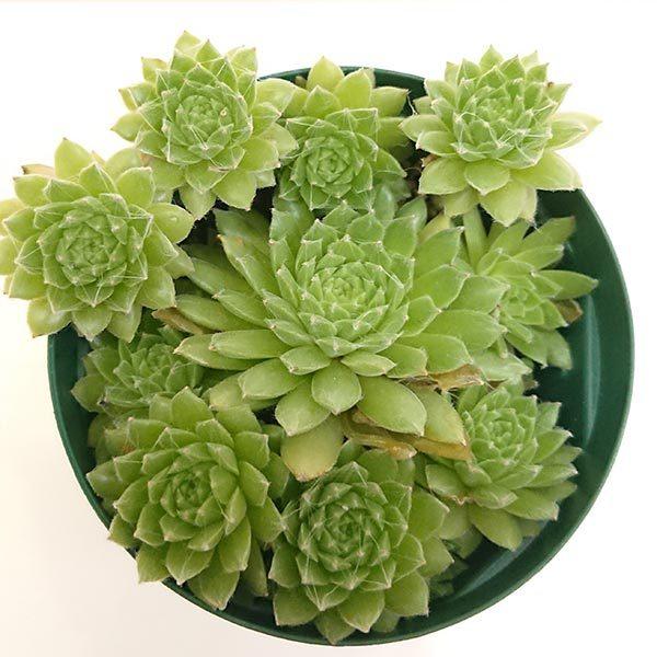 多肉植物 ペキニーズ センペルビウム属 カット極小苗 1株発送 多肉植物 ペキニーズ センペルビウム属 カット極小苗 1株発送