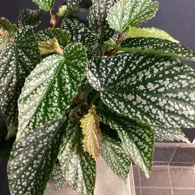 観葉植物 熱帯植物 ベゴニア シルバードット インテリア 素敵なプランツ 育てやすい観葉植物 : hanabisou - 通販 - Yahoo!ショッピング