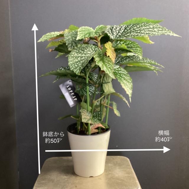 観葉植物 熱帯植物 ベゴニア シルバードット インテリア 素敵なプランツ 育てやすい観葉植物 : hanabisou - 通販 - Yahoo!ショッピング