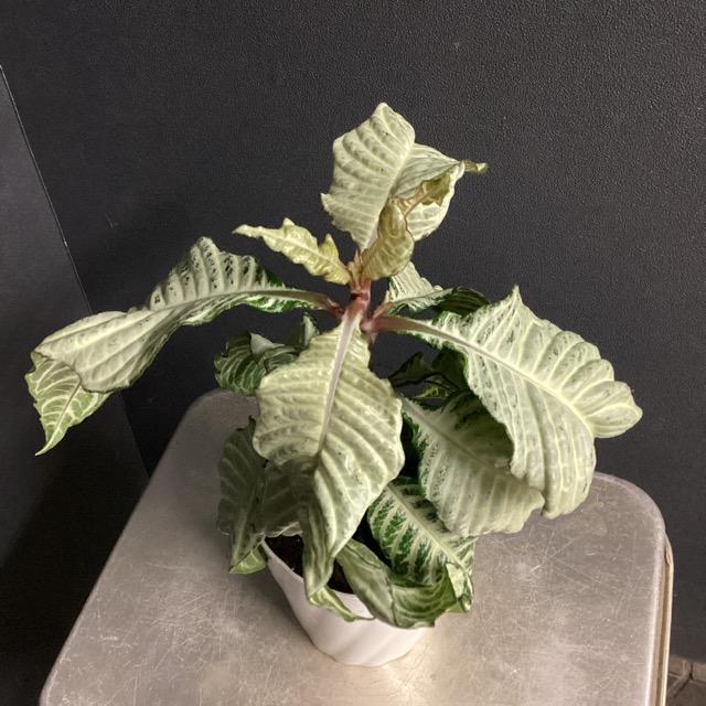 観葉植物 熱帯植物 アフェランドラ.S. ダニア ホワイトウォッシュ インテリア 素敵なプランツ 育てやすい観葉植物 : hanabisou - 通販 - Yahoo!ショッピング