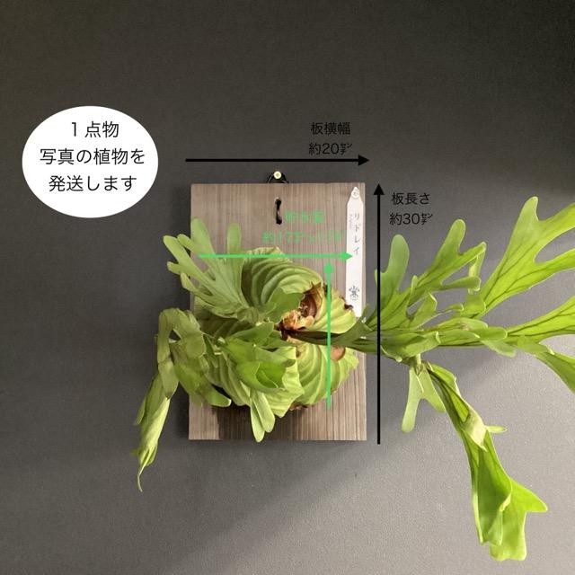 着生植物 観葉植物 コウモリラン ビカクシダ リドレイ 板着生 インテリア 素敵なプランツ 壁掛け : hanabisou - 通販 - Yahoo!ショッピング