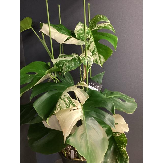 レア 観葉植物 熱帯植物 モンステラ ボルシギアナ バリエガータ 斑入 インテリア 素敵なプランツ 育てやすい観葉植物 : hanabisou - 通販 - Yahoo!ショッピング