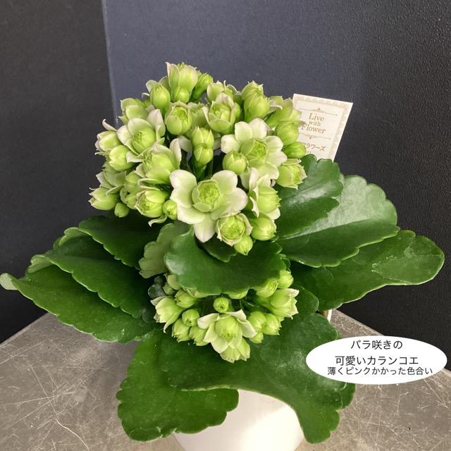 観葉植物 多肉植物 カランコエ モアフラワーズパリ バラ咲 寄せ植え インテリア 素敵なプランツ 育てやすい観葉植物 : hanabisou - 通販 - Yahoo!ショッピング